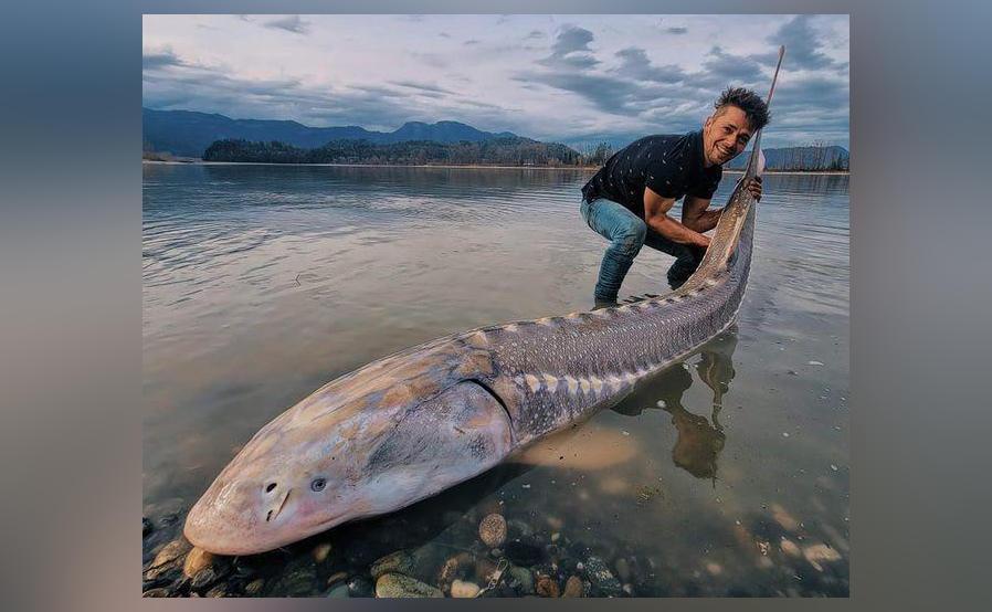 Man catches 'living dinosaur' fish weighing 159 kg in Canada river ...