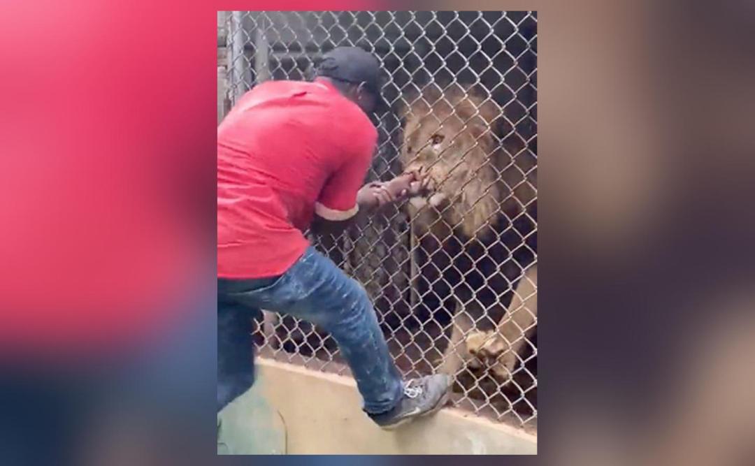 Video shows the moment lion bites off finger of zookeeper teasing it in ...