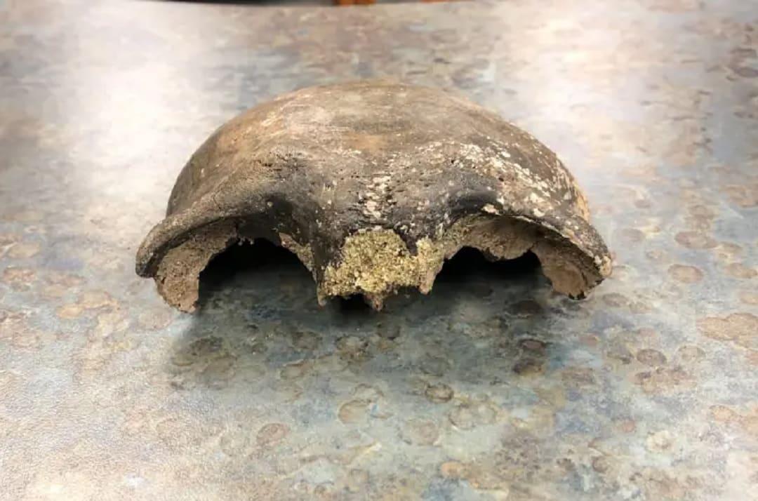 Part of 8,000-yr-old human skull found by kayakers in a US river, pic ...