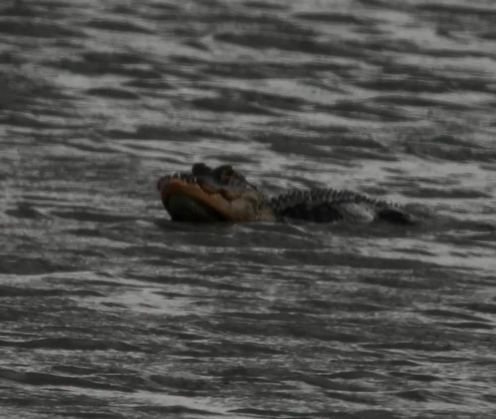 9-ft-long alligator missing top half of its snout spotted in US; pic ...