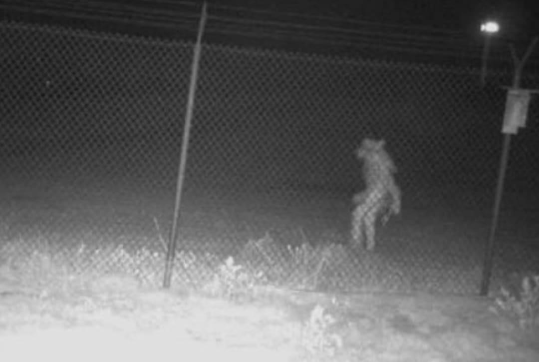 Strange creature standing on 2 legs spotted outside US zoo; pic goes ...