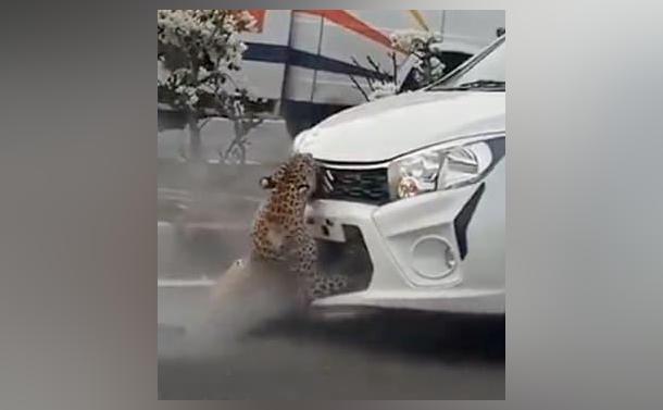 Leopard hit by a car gets stuck under its bumper on a highway; IFS ...