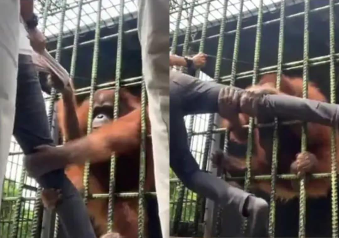 Orangutan attacks man by pulling his T-shirt & grabbing his leg in ...