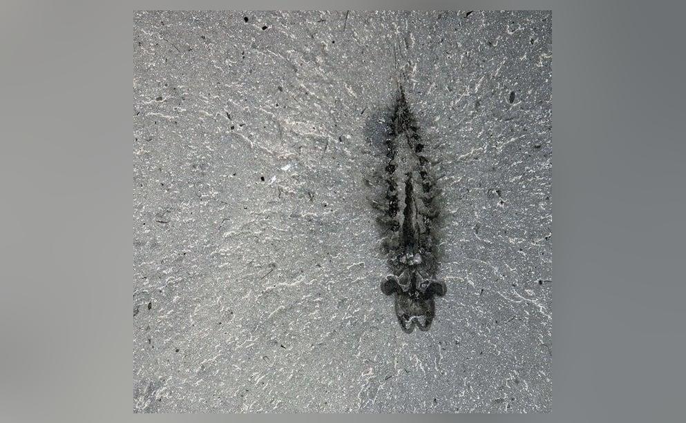 Pic of 500-million-year-old fossilised brain of 3-eyed predator released