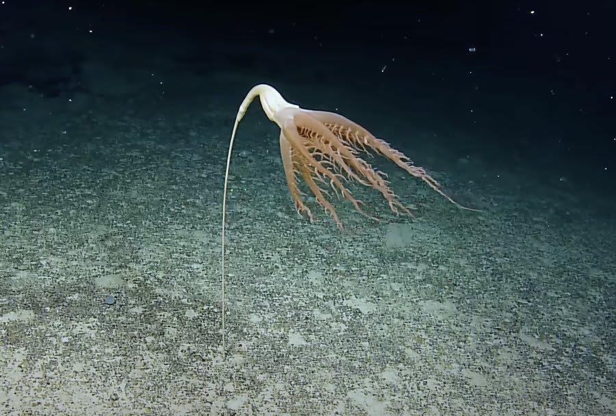 Rare animal spotted in the Pacific Ocean for the first time ever, pic ...