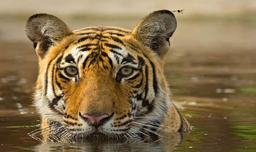 Tiger attacks 2 bike-borne men near Corbett in Almora, drags 1 in ...