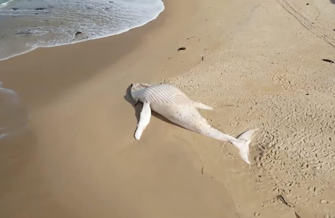 Rare white whale washes up on a beach in Australia, pic surfaces ...