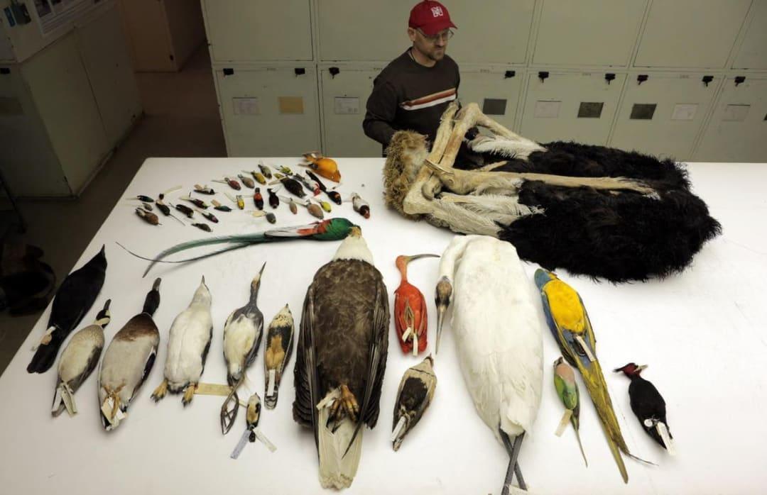 Most unique birds to go extinct in ongoing mass extinction: Study