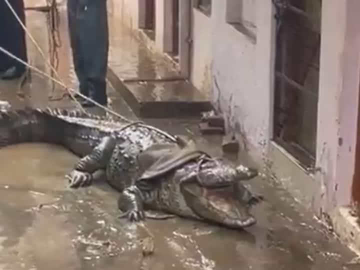 8-foot-long crocodile enters residential colony in MP, video surfaces ...