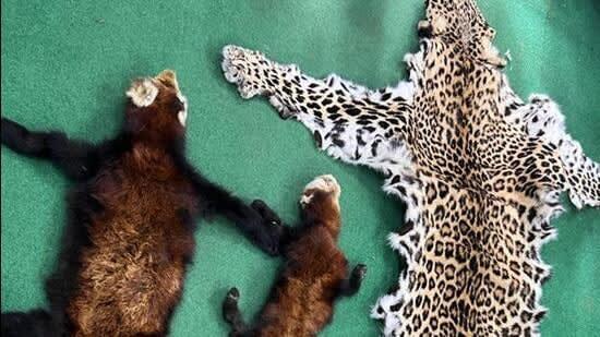 Red panda, leopard skins recovered from North Bengal, 3 arrested ...