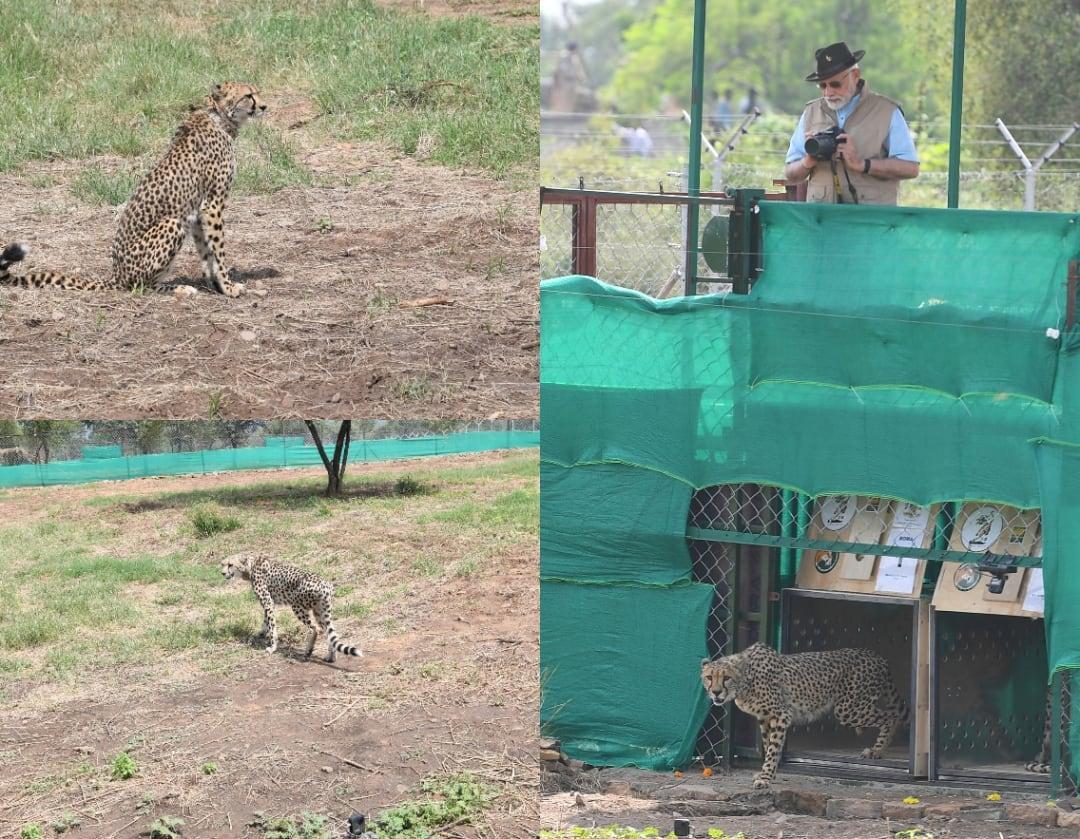 PM Modi shares new pictures after releasing cheetahs in national park ...