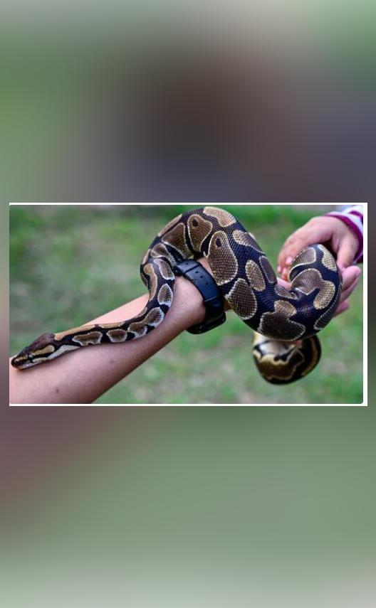 8-ft-long python swallows goat in Jharkhand's Palamau Tiger Reserve ...