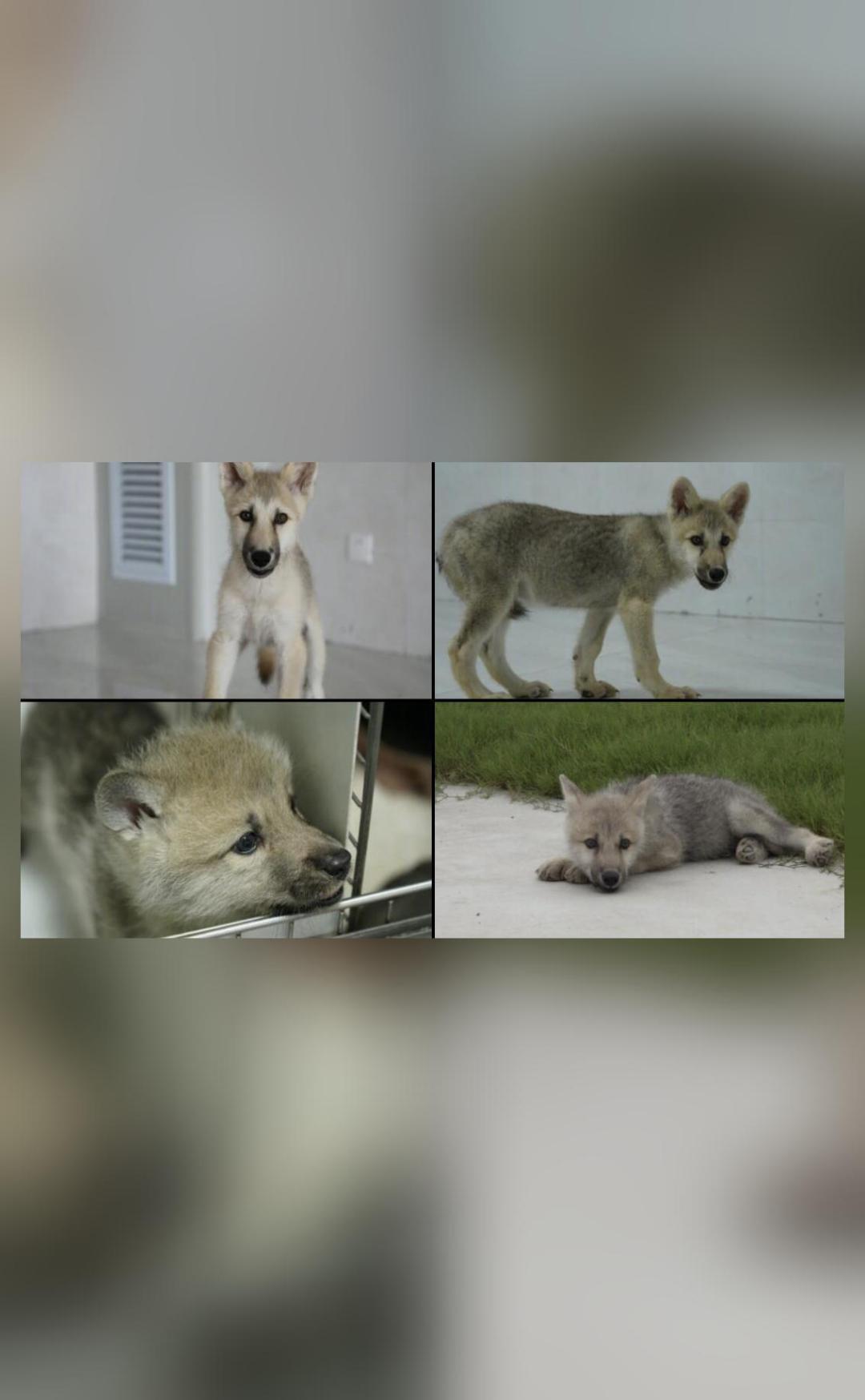 Scientists create world's first cloned wild Arctic wolf; pics go viral ...