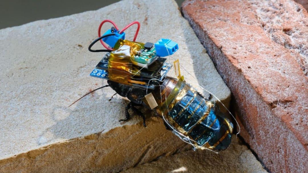 Remote-controlled cyborg cockroach fitted with solar cell created ...