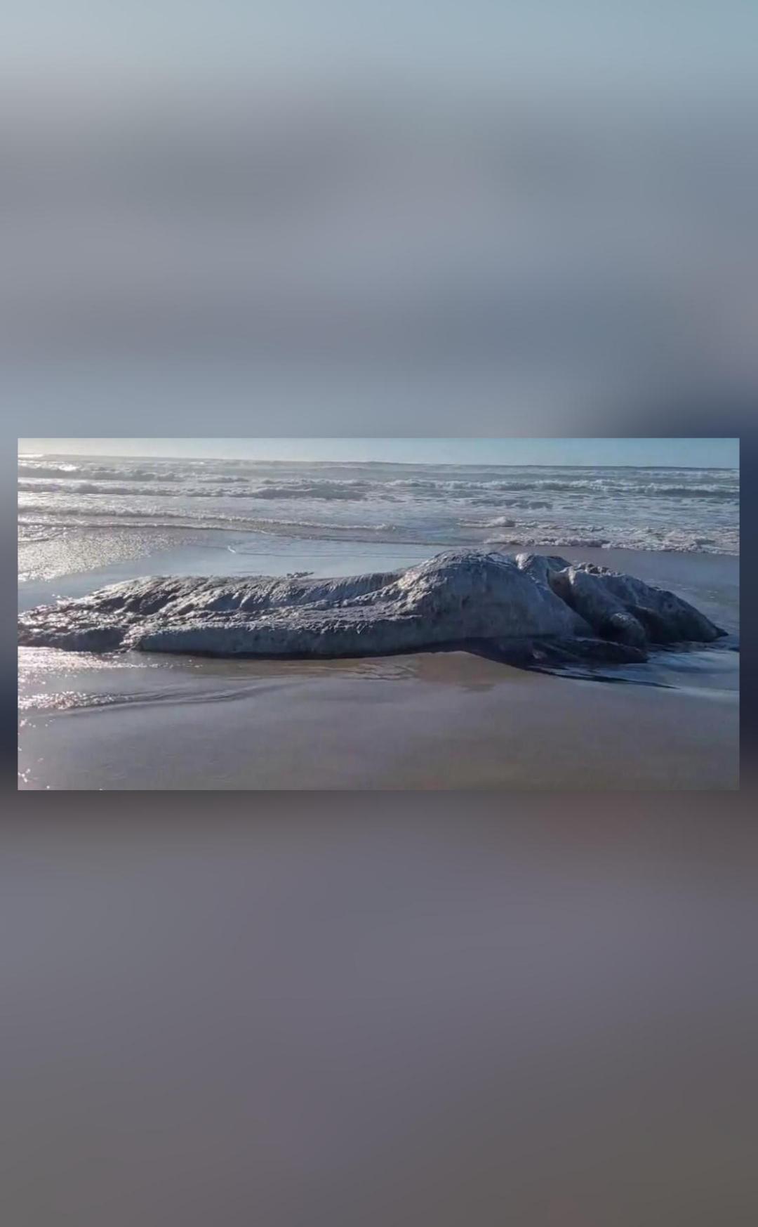 Large, mysterious creature washes ashore in US' Oregon; pic goes viral
