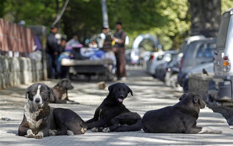 Adopt stray dogs, take them home if you want to feed them: Bombay HC ...