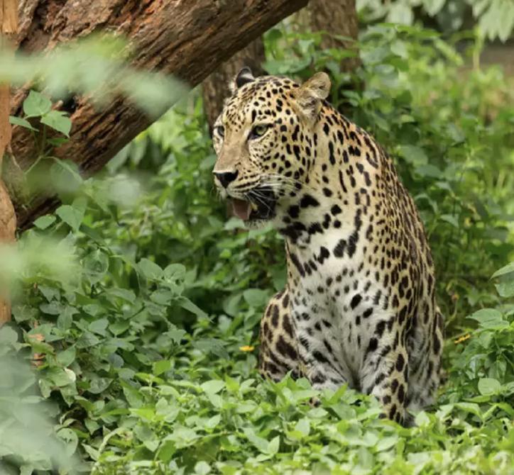 Leopard enters house in Maha while family was having dinner, runs away ...