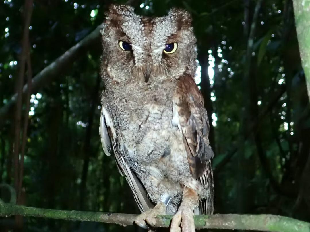 New species of owl with unique call discovered in Africa