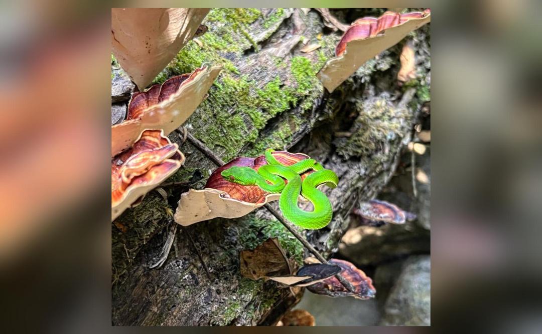 IFS officer shares pic of Pope's Green Viper snake, says 'Some think it ...