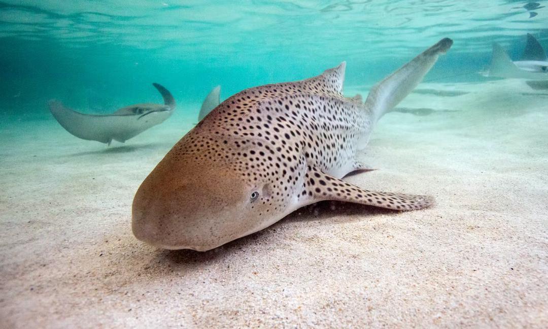 Shark hatches pups with no father in rare 'virgin birth' in US