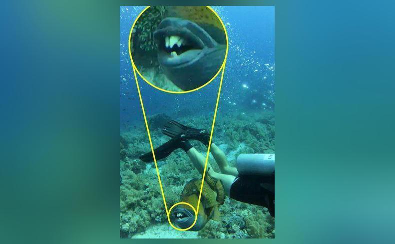 Fish with 'human-like teeth' chases diver, bites his leg in Egypt; pic ...