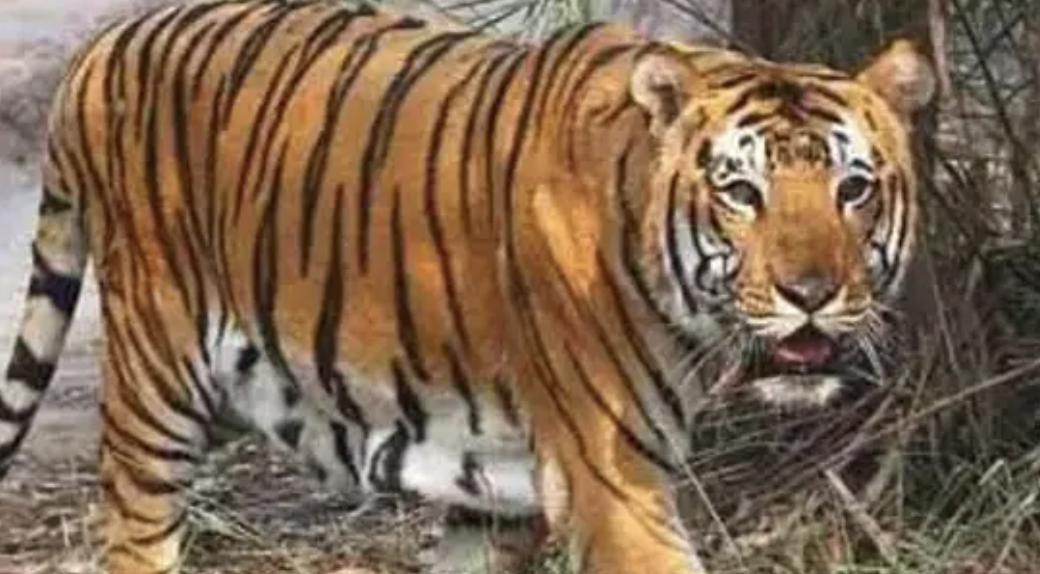 Tiger mauls 25-year-old woman to death in MP's Balaghat
