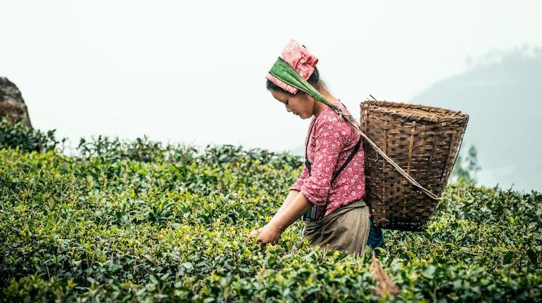 UAE emerges 2nd biggest tea importer from India during Jan-Sept 2022 ...