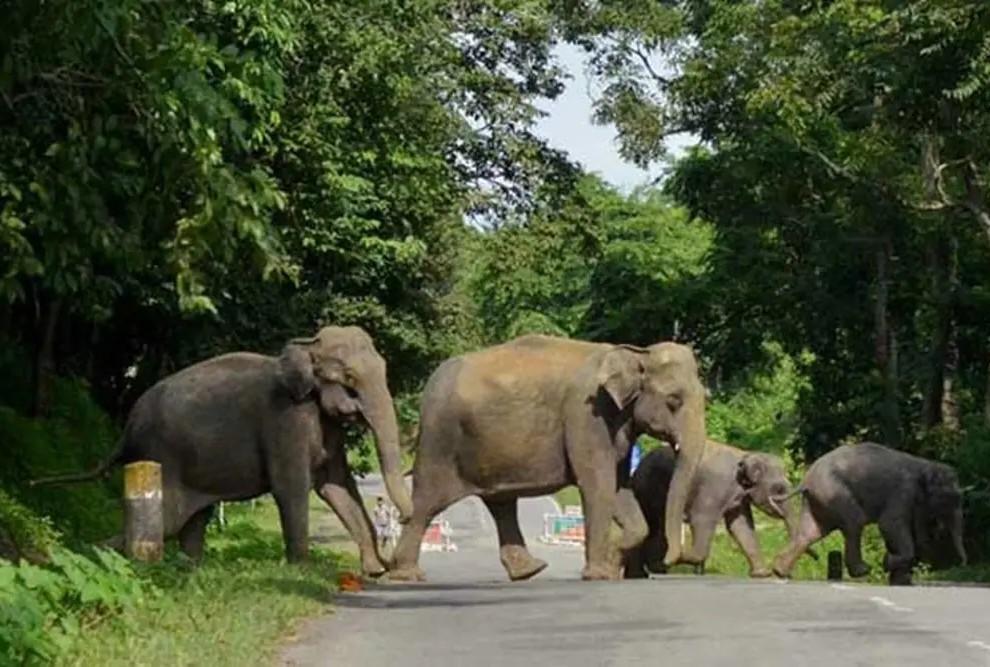 Elephants kill villager in Assam, 1 tusker dies of electrocution ...