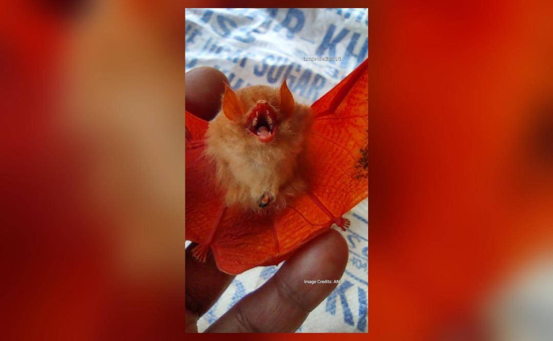 Rare orange bat spotted in Chhattisgarh, pic released | National News ...