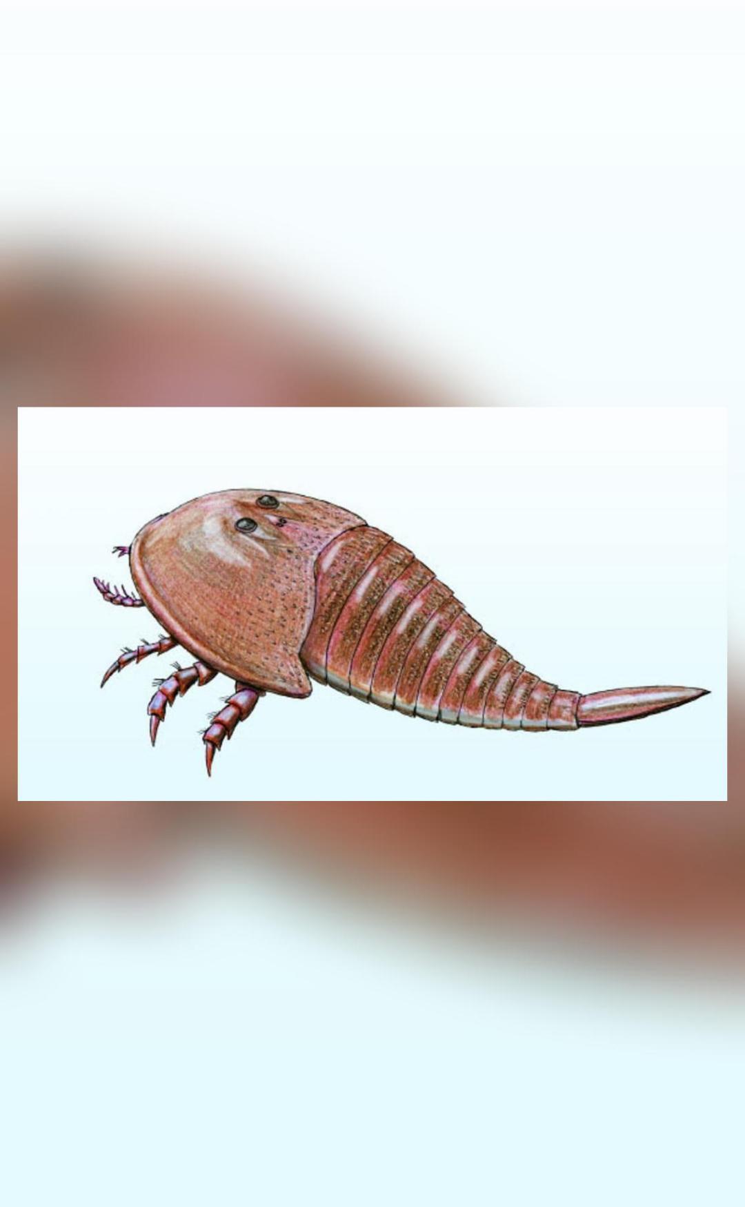 Fossil of giant sea scorpion species discovered in New Mexico | Science ...