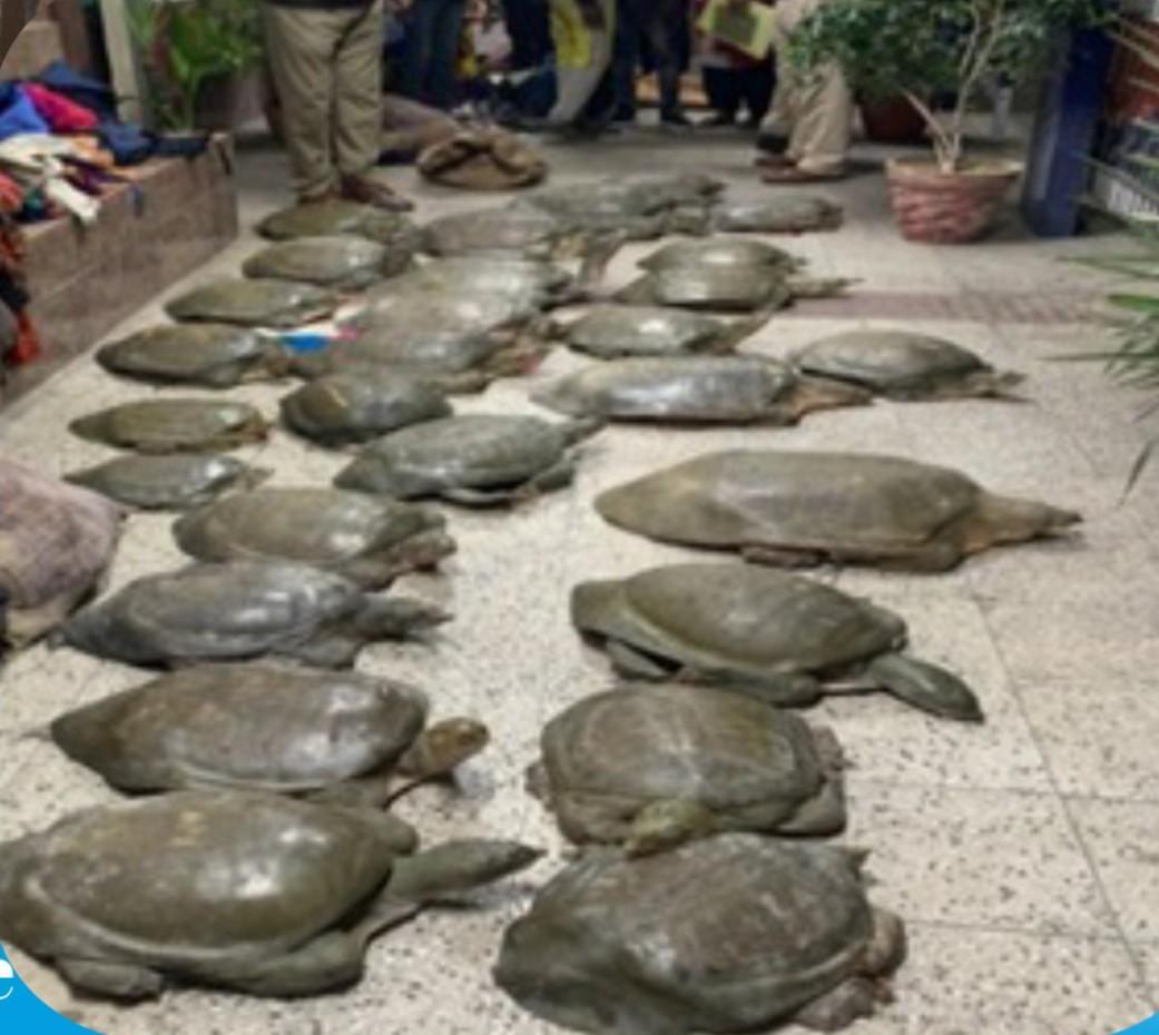 157 turtles being smuggled in 21 sacks recovered from train in UP ...