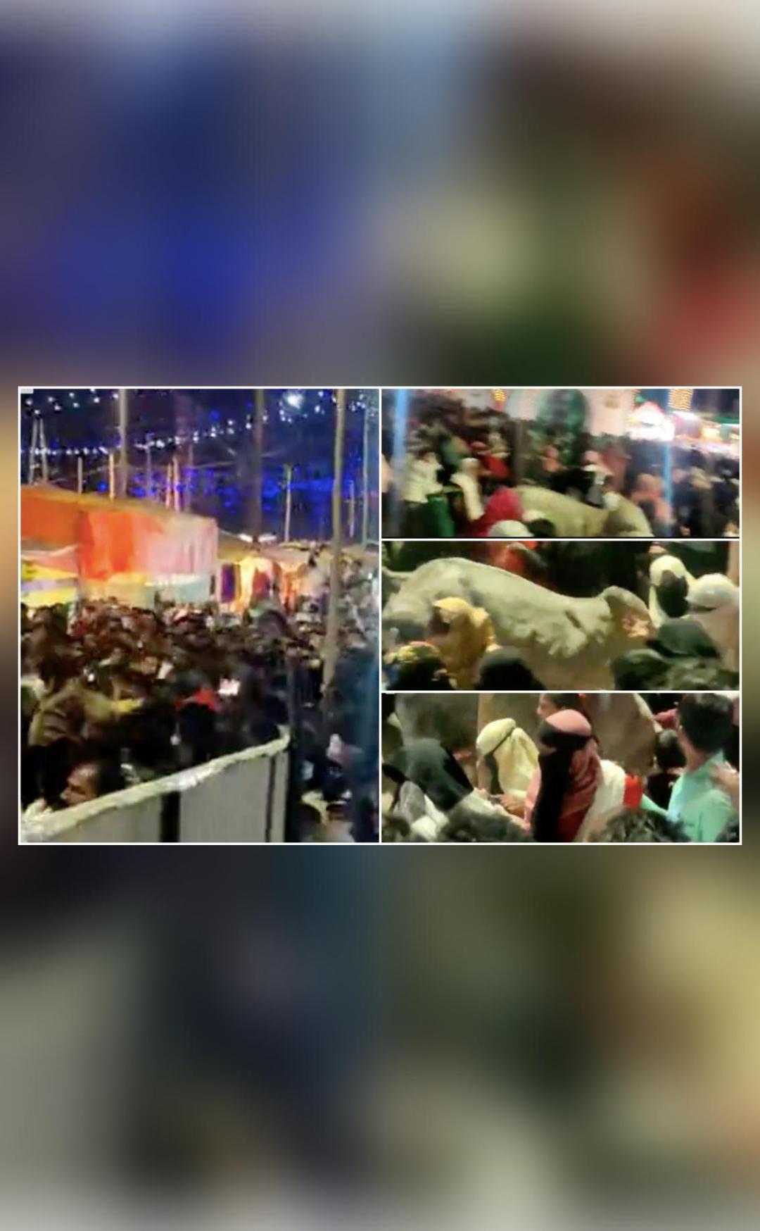14 hurt as bull runs into crowd celebrating Urs in Maha, video out