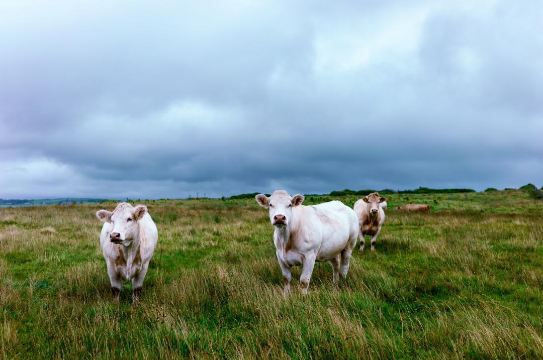 img_1679246936323_322.jpg?