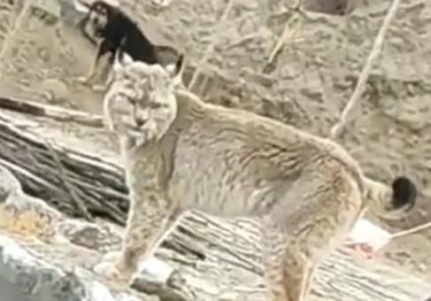 A beautiful and rare animal found in India: IFS officer on video from ...