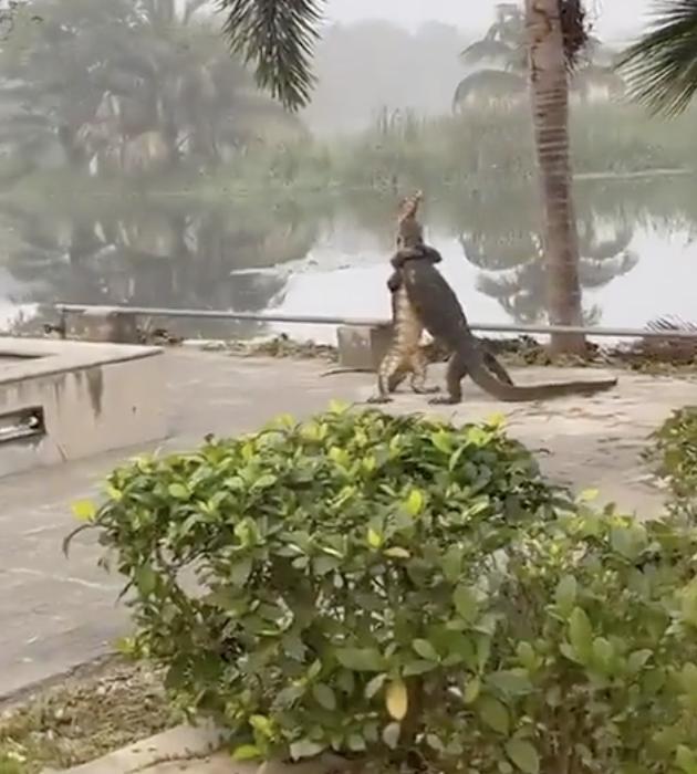 Video shows two reptiles fighting while standing up on two legs ...