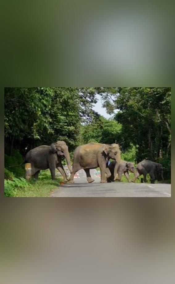 No safaris at Kaziranga from April 6 to 8 due to 'Gaj Utsav' | National ...