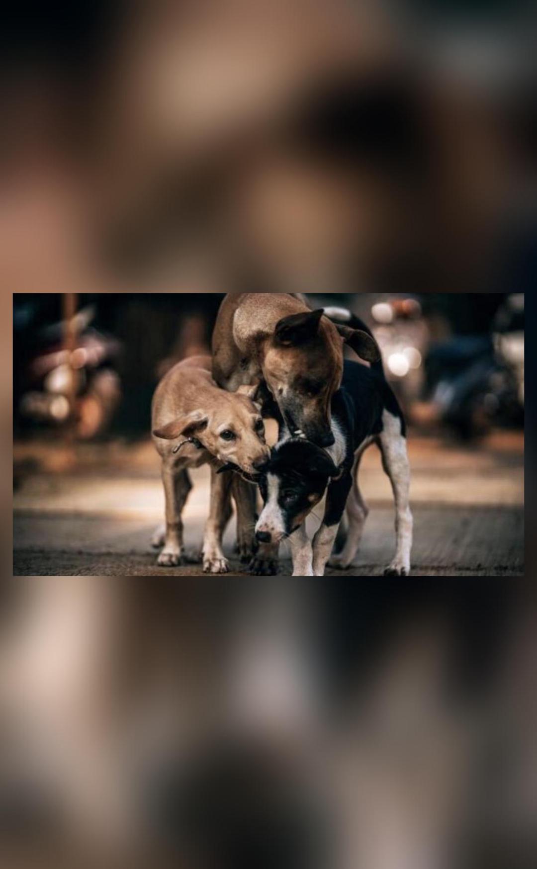 img_1679998822128_271.jpg?