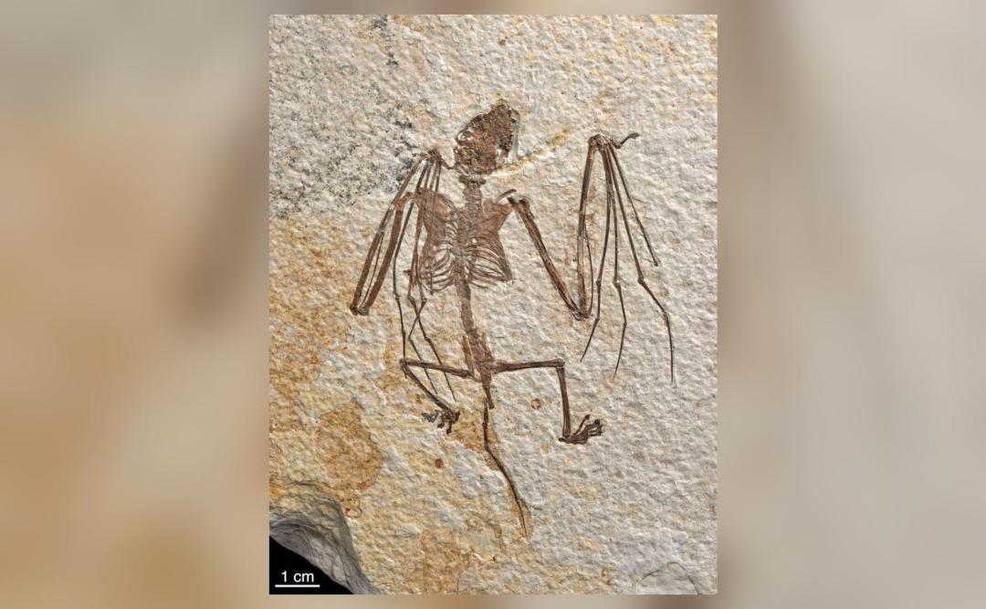 Oldest-known bat skeletons belong to previously unknown species