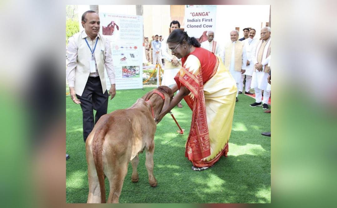 President Murmu meets India's first cloned Gir cow 'Ganga'
