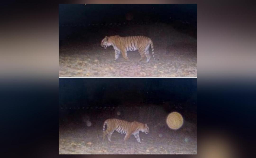Tiger spotted in Haryana after 110 years, pics surface
