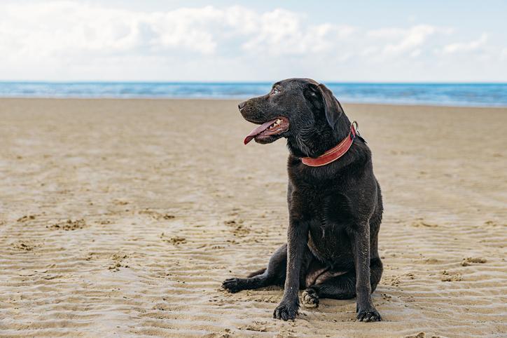 Goa beaches to get trained dogs for safety, rescue operations ...