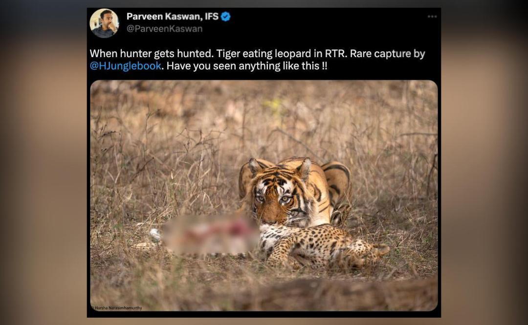 IFS officer posts pic of tiger killing leopard in Ranthambore, says ...