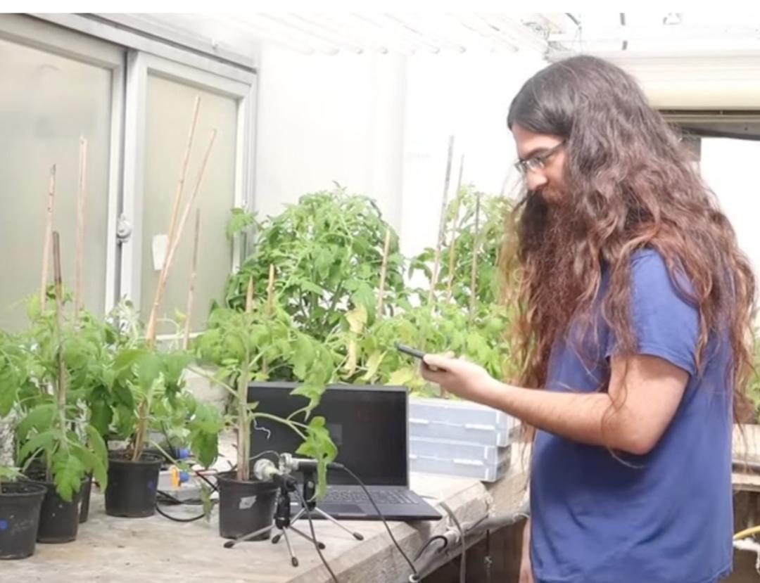 Plants make sounds under stress, researchers release video | Science ...
