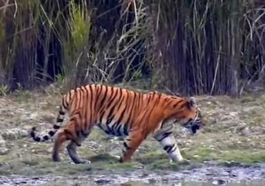 Assam Chief Wildlife Warden removed over misuse of tiger fund