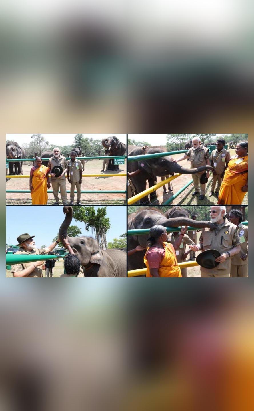 PM Modi pets elephant 'Raghu', meets 'The Elephant Whisperers' couple ...