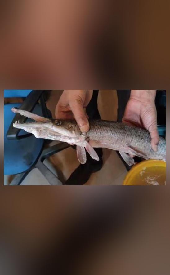 Carnivorous Alligator Gar fish found in J&K’s Dal Lake for 1st time ...