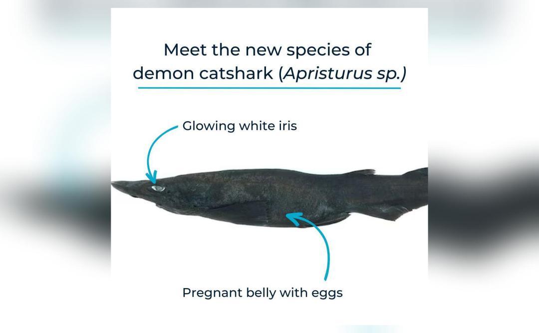 img_1684152864078_256.jpg?