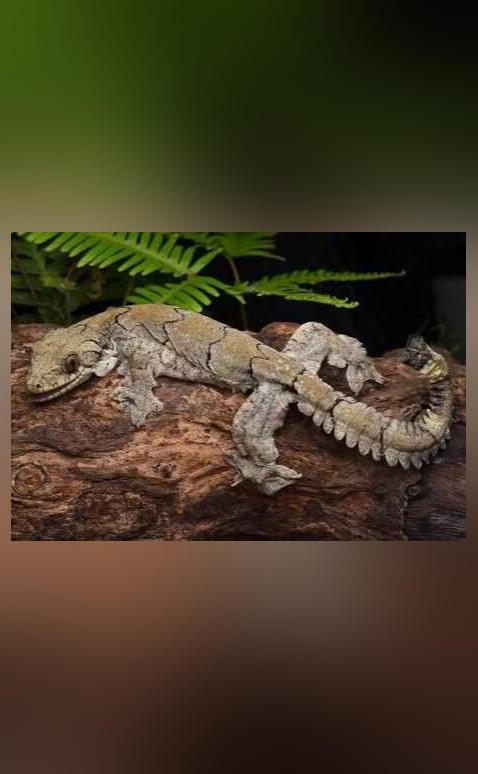 New flying gecko species discovered in Mizoram, named after state ...