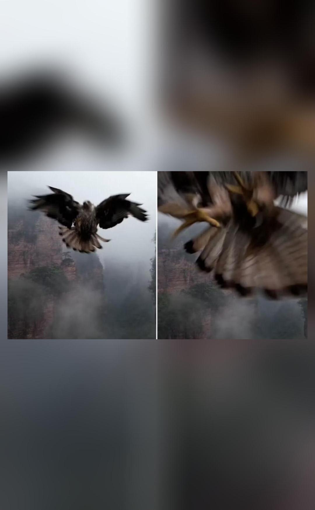 Bird attacks drone mid-air in China; video surfaces | World News | Inshorts