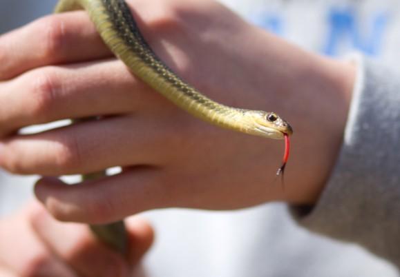 Uttarakhand man seen chewing off snake's head in viral video, arrested